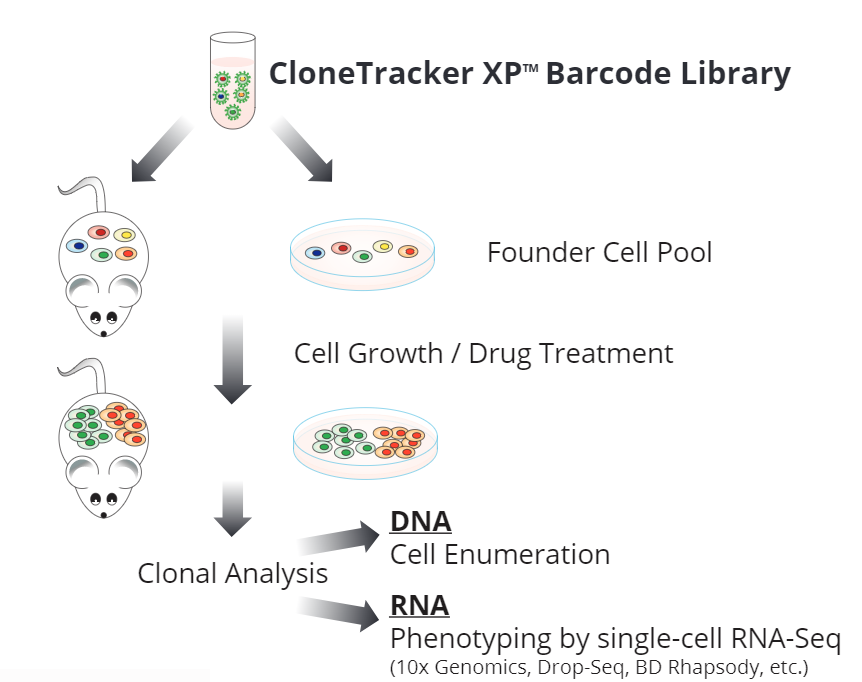 Cellecta CloneTracker™ Lentiviral Construct Library for Clonal Tracking ...
