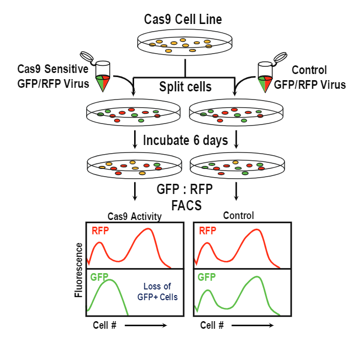 Cellecta CRISPR Cas9 Kit | TATAA Official Distributor – shop.tataa